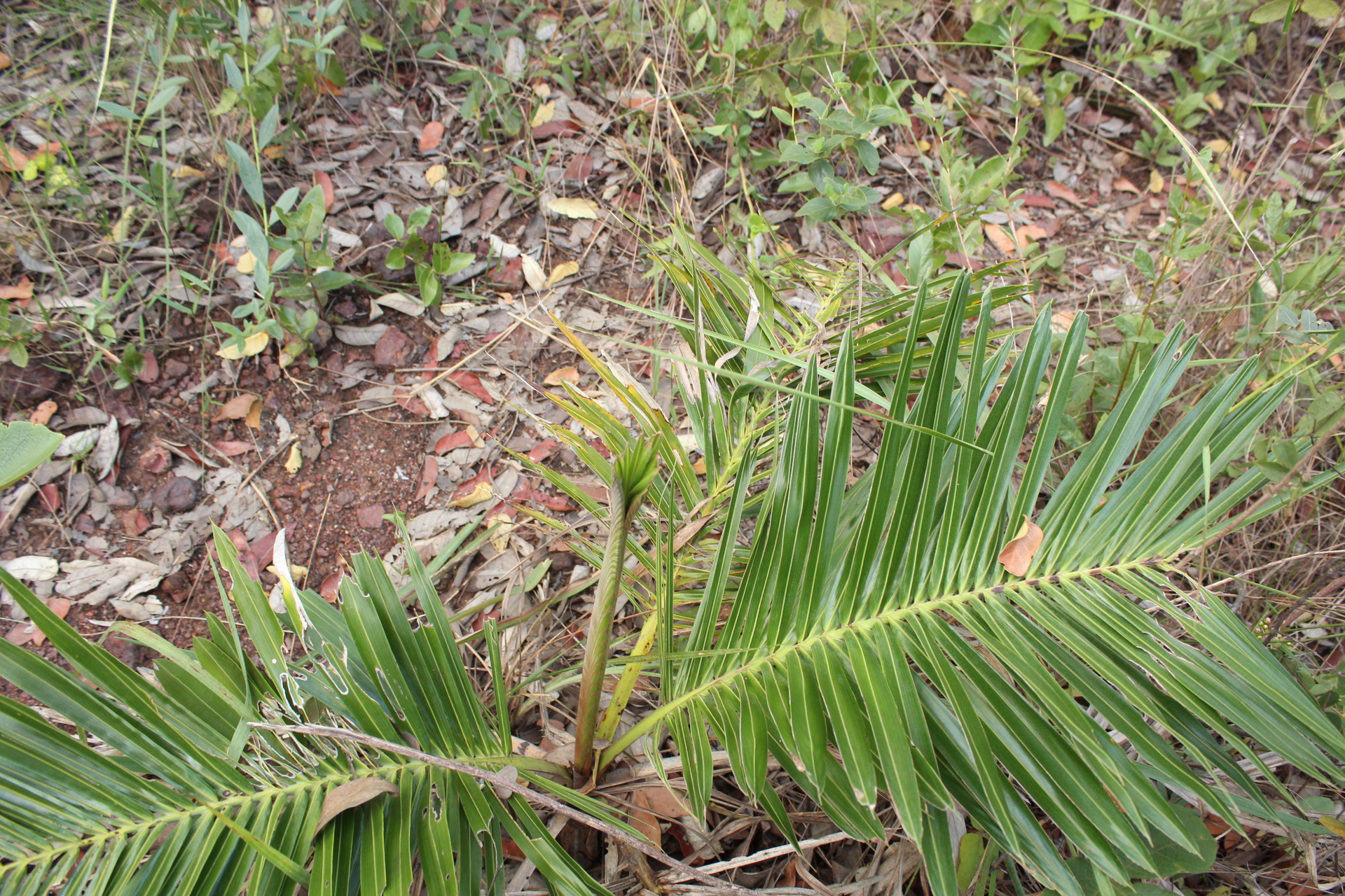 Syagrus comosa - DISCUSSING PALM TREES WORLDWIDE - PalmTalk