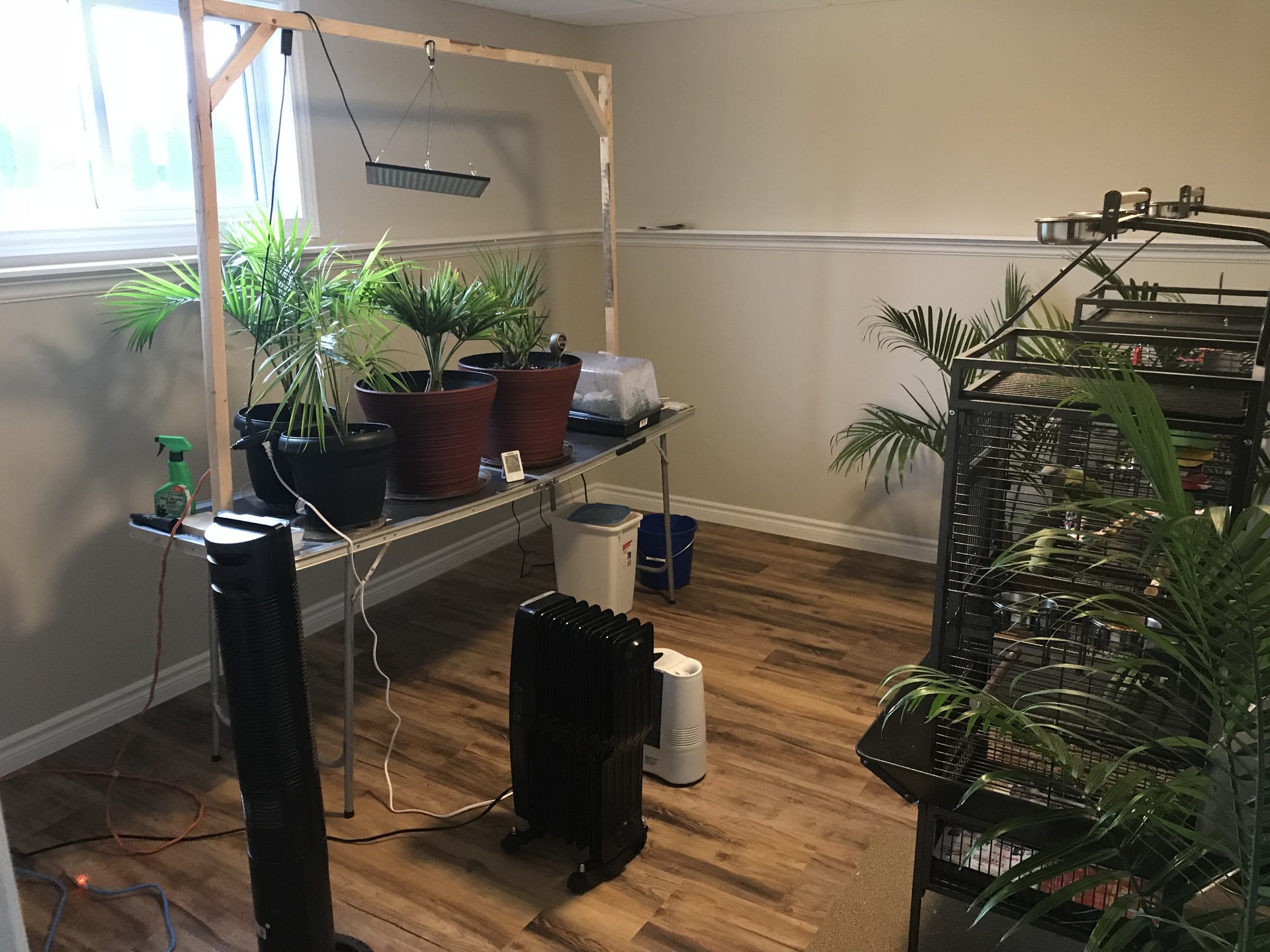 My indoor microclimate - DISCUSSING PALM TREES WORLDWIDE - PalmTalk