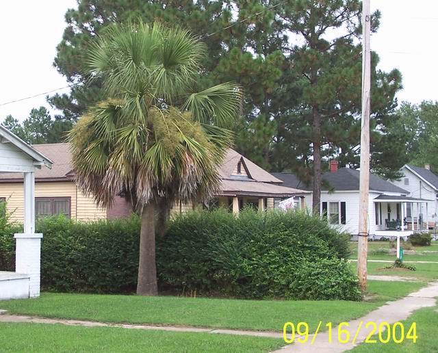 an amazing nc palmetto - DISCUSSING PALM TREES WORLDWIDE - PalmTalk
