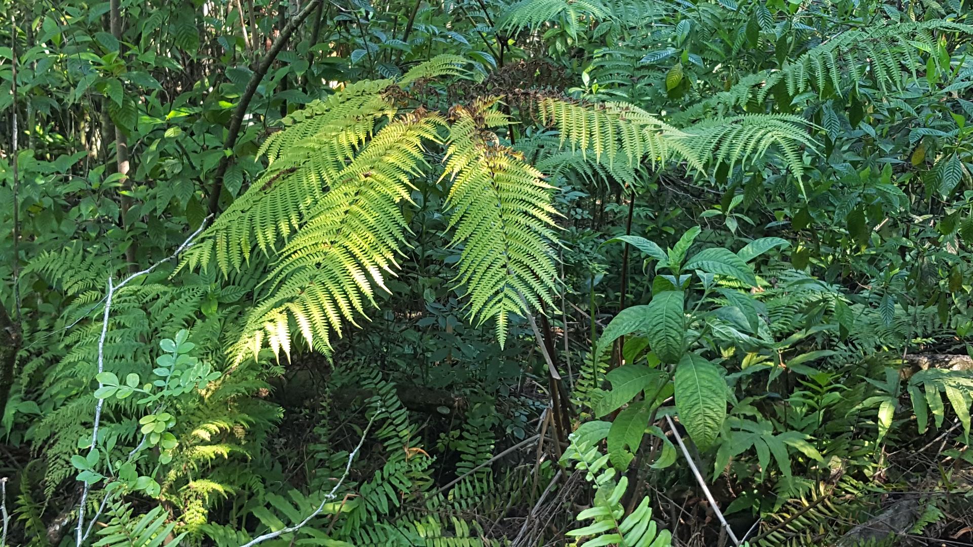 Can anyone identify this fern? (South Florida) - TROPICAL LOOKING ...