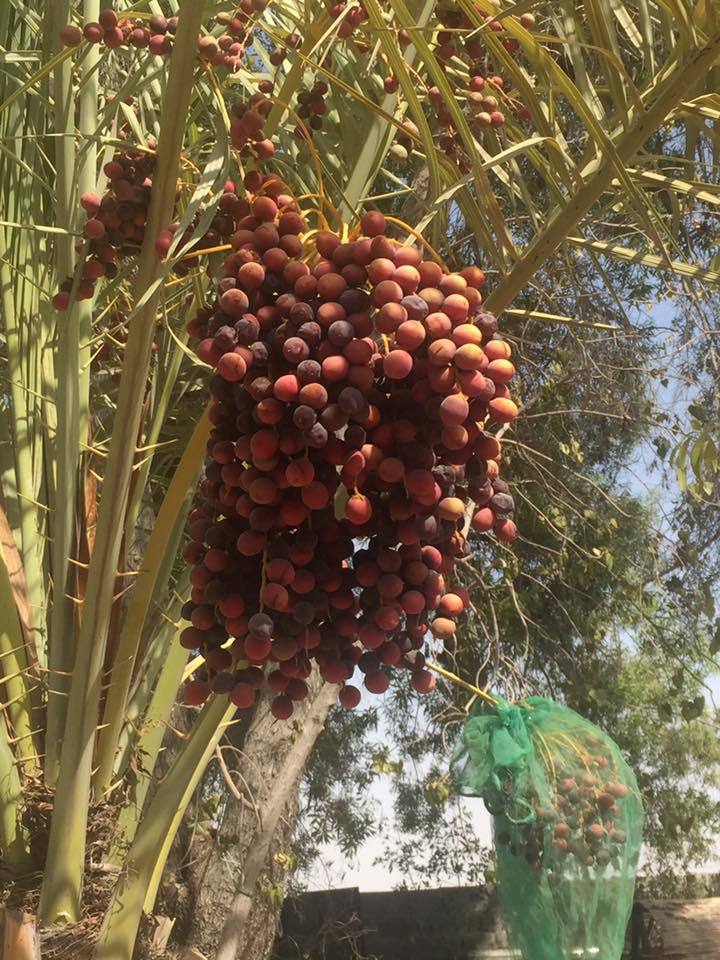 When to untie new palm...? - DISCUSSING PALM TREES WORLDWIDE - PalmTalk