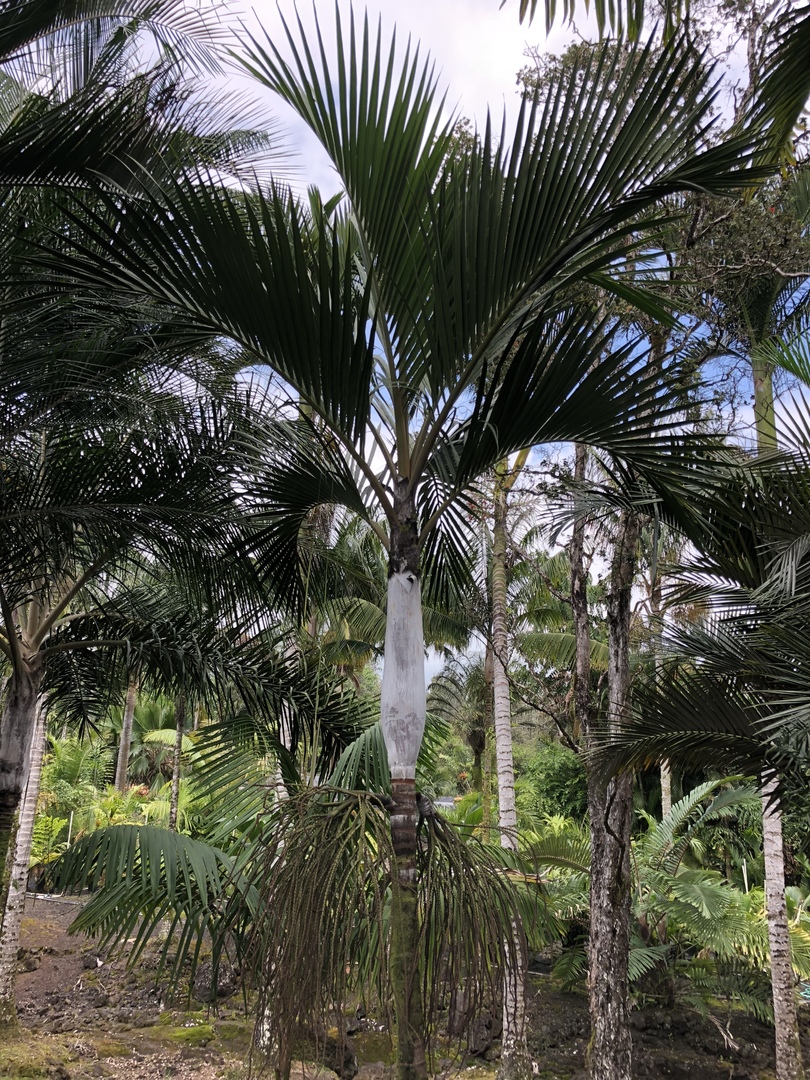 What Are The Rarest Palms at the Time? - DISCUSSING PALM TREES ...