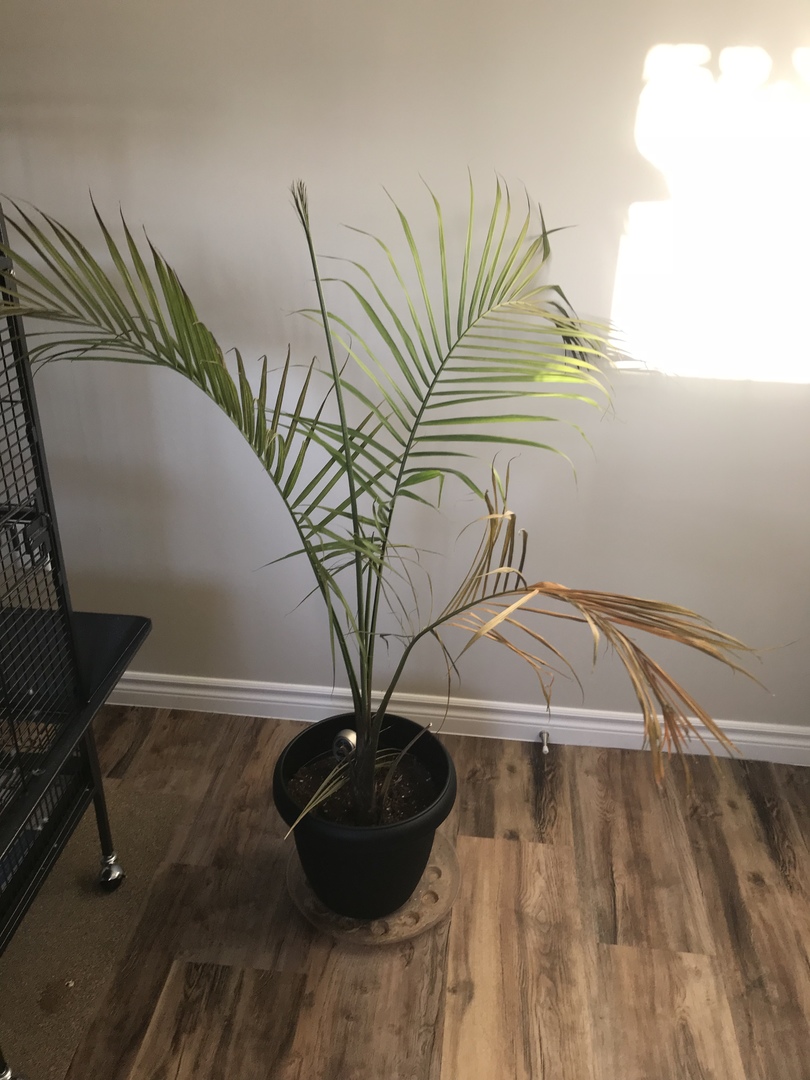 Root rot - PALMS IN POTS - PalmTalk