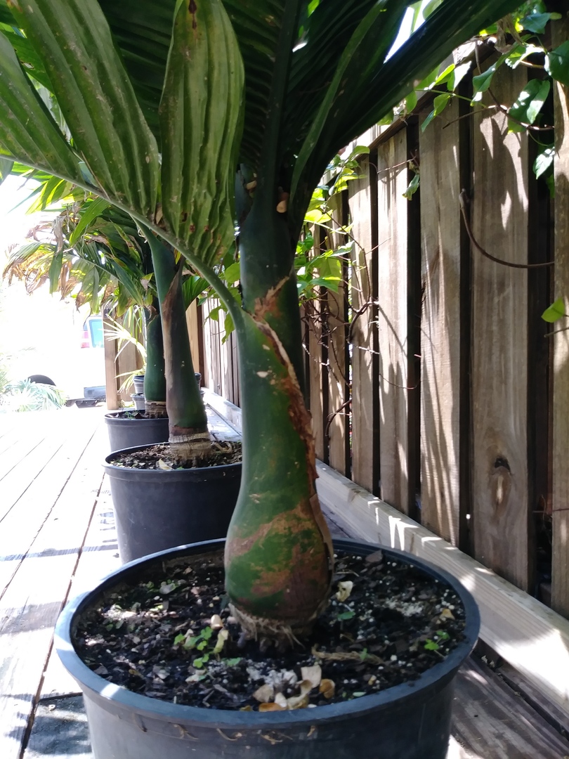 Dwarf Areca catechu - For Sale - PalmTalk