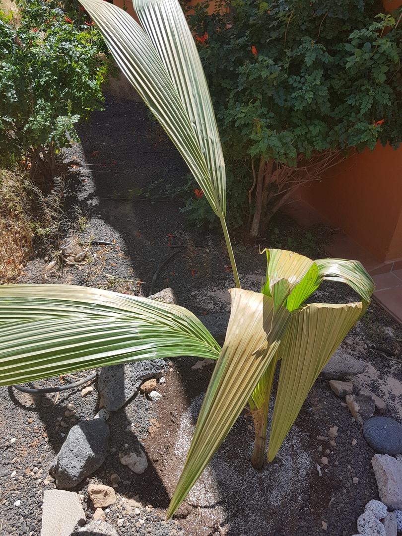 How to protect your Coconut palm - DISCUSSING PALM TREES WORLDWIDE ...