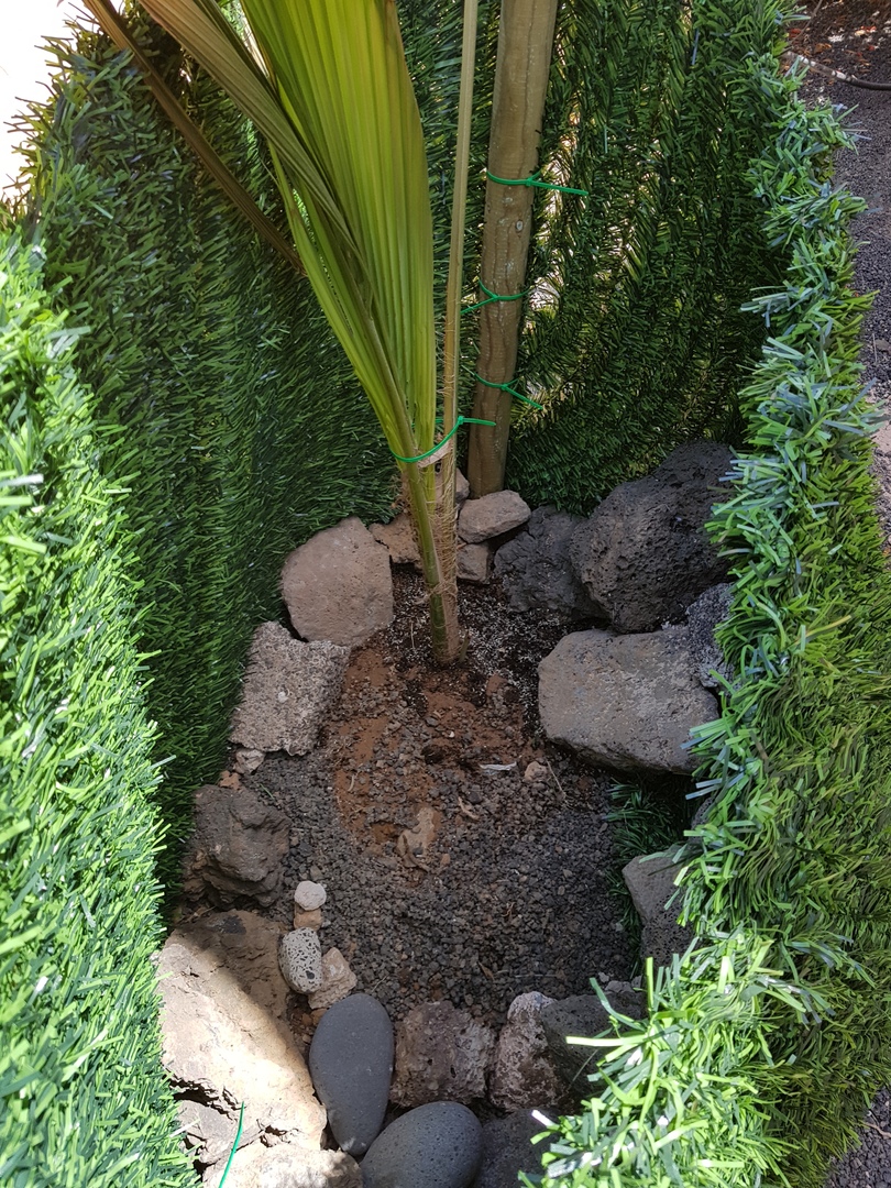 How to protect your Coconut palm - DISCUSSING PALM TREES WORLDWIDE ...