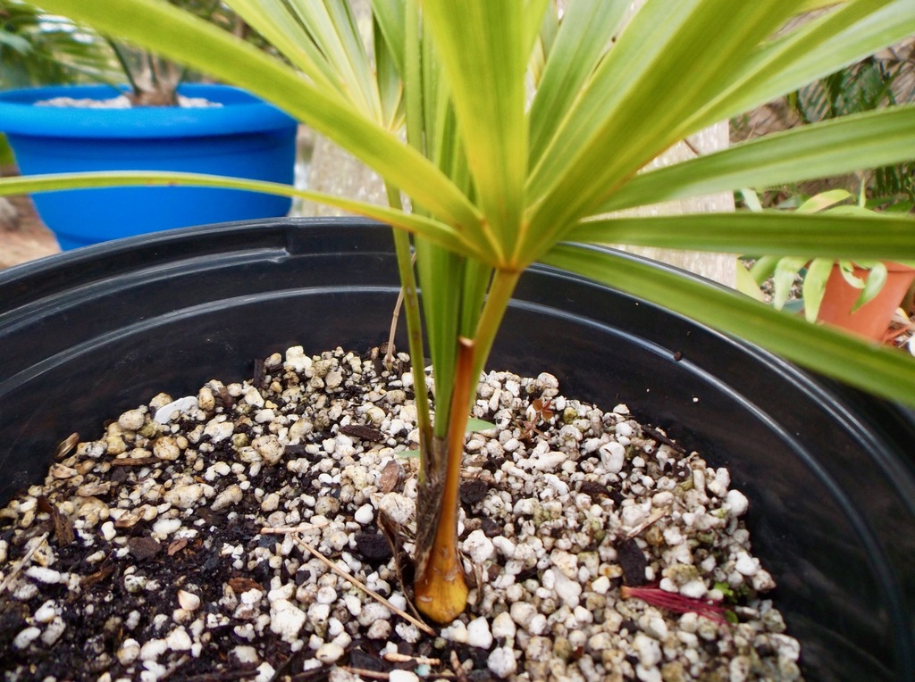 Thrinax radiata Seedlings Wild Collected in Cozumel - For Sale - PalmTalk