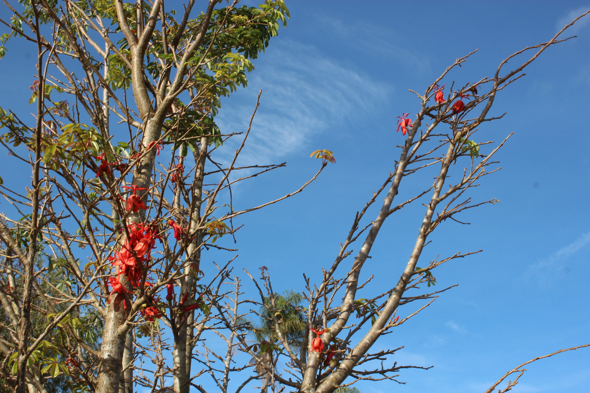 Spirotheca passifloroides. - TROPICAL LOOKING PLANTS - Other Than Palms ...