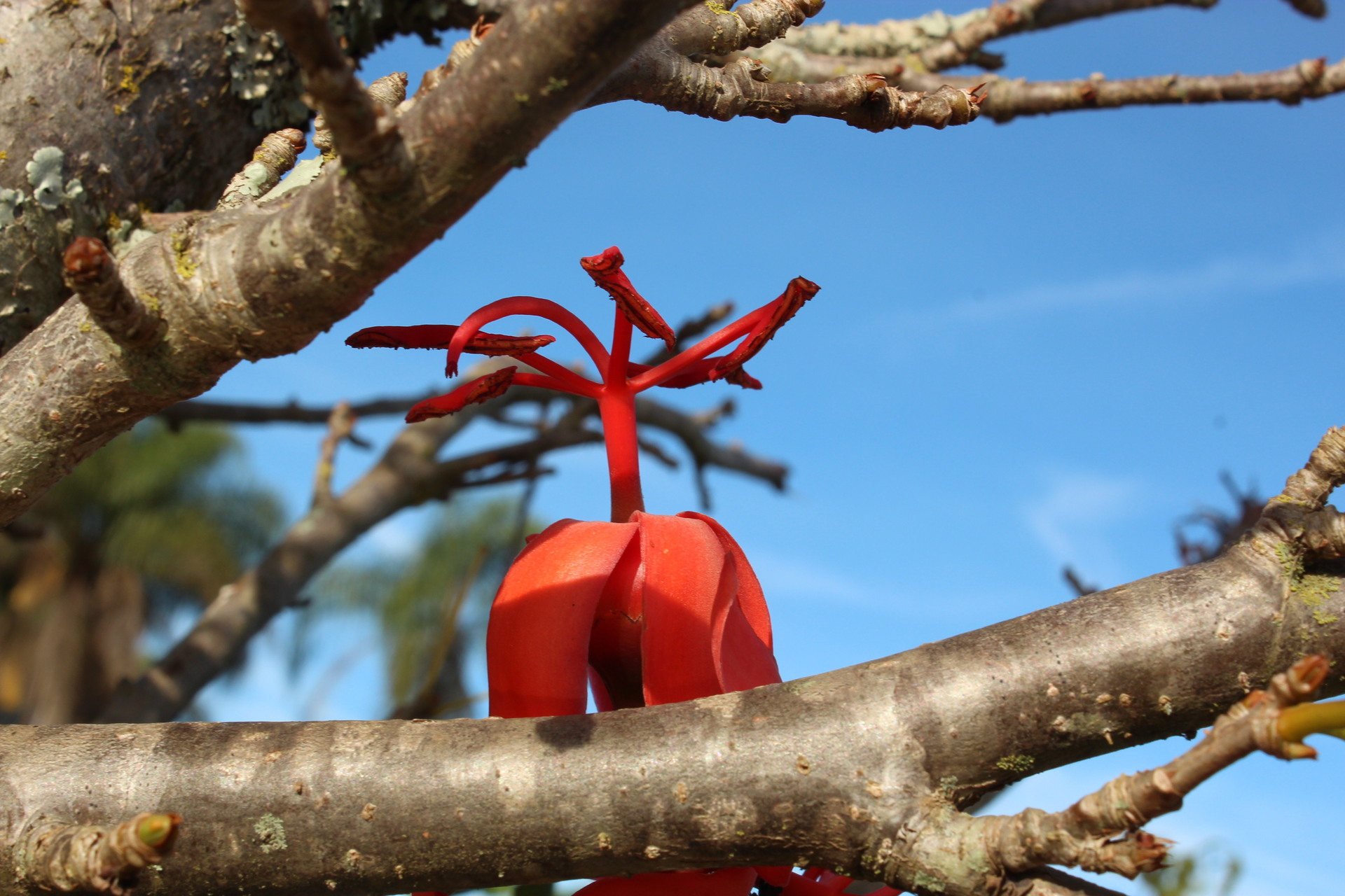 Spirotheca passifloroides. - TROPICAL LOOKING PLANTS - Other Than Palms ...