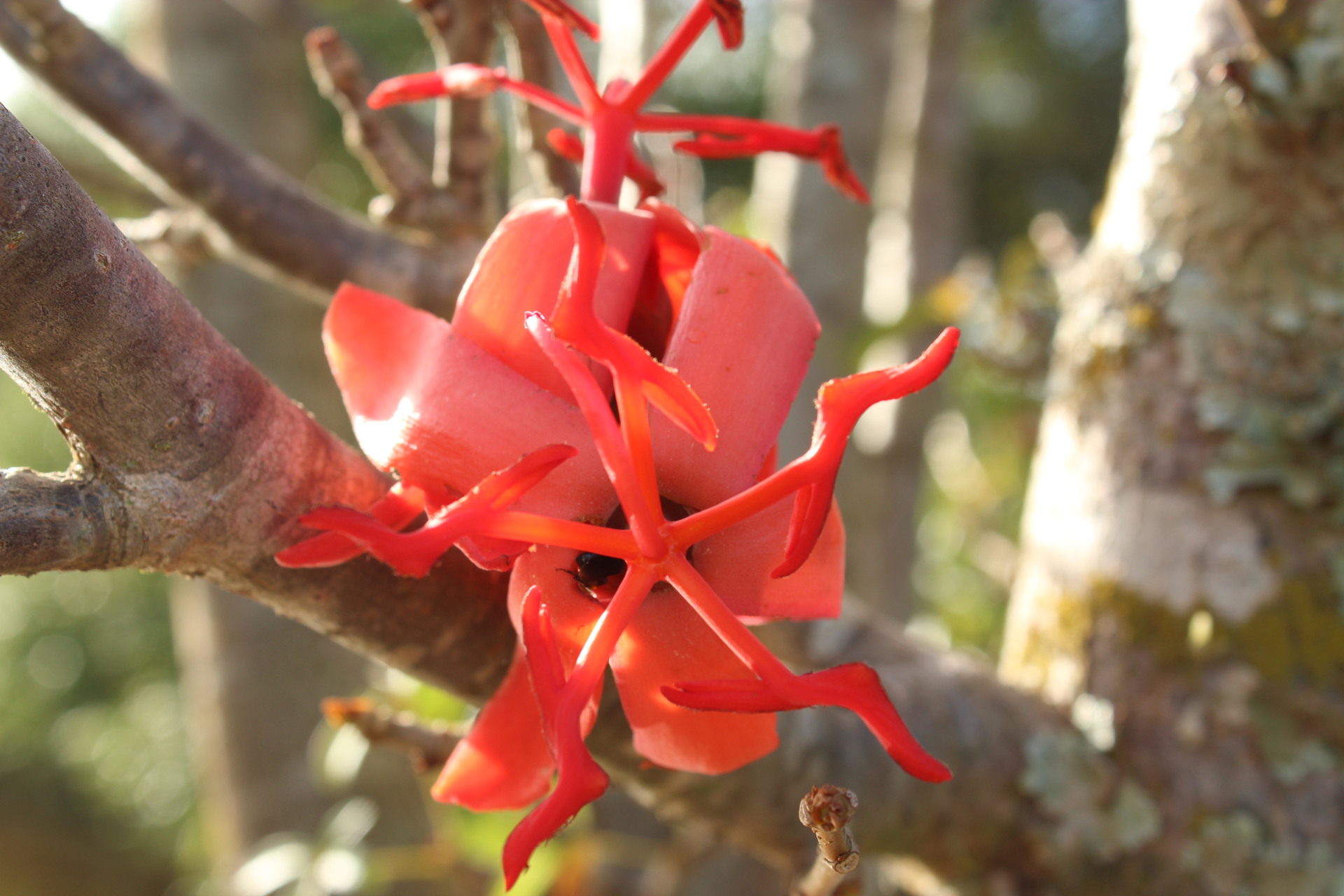 Spirotheca passifloroides. - TROPICAL LOOKING PLANTS - Other Than Palms ...