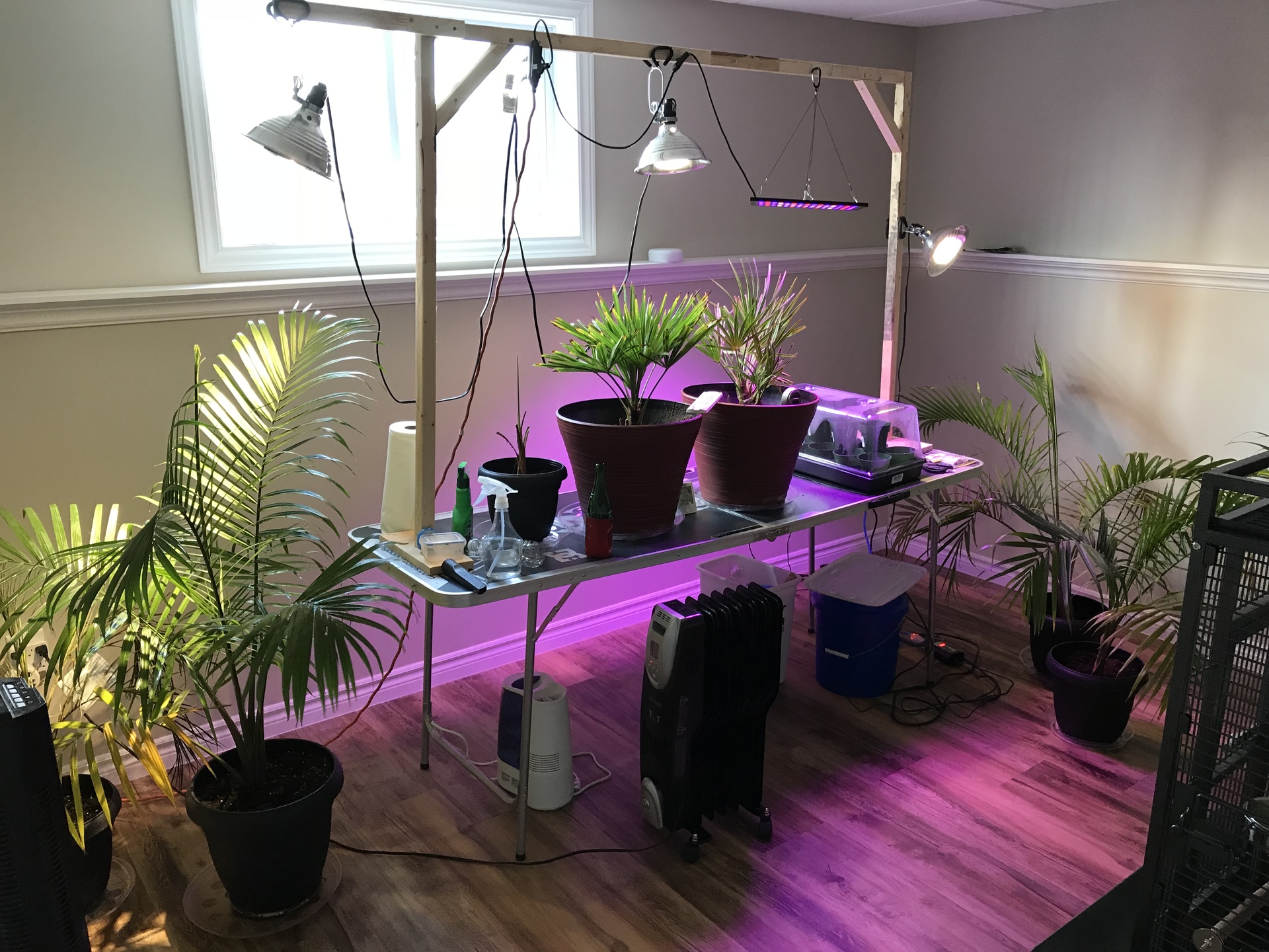 My indoor microclimate - DISCUSSING PALM TREES WORLDWIDE - PalmTalk