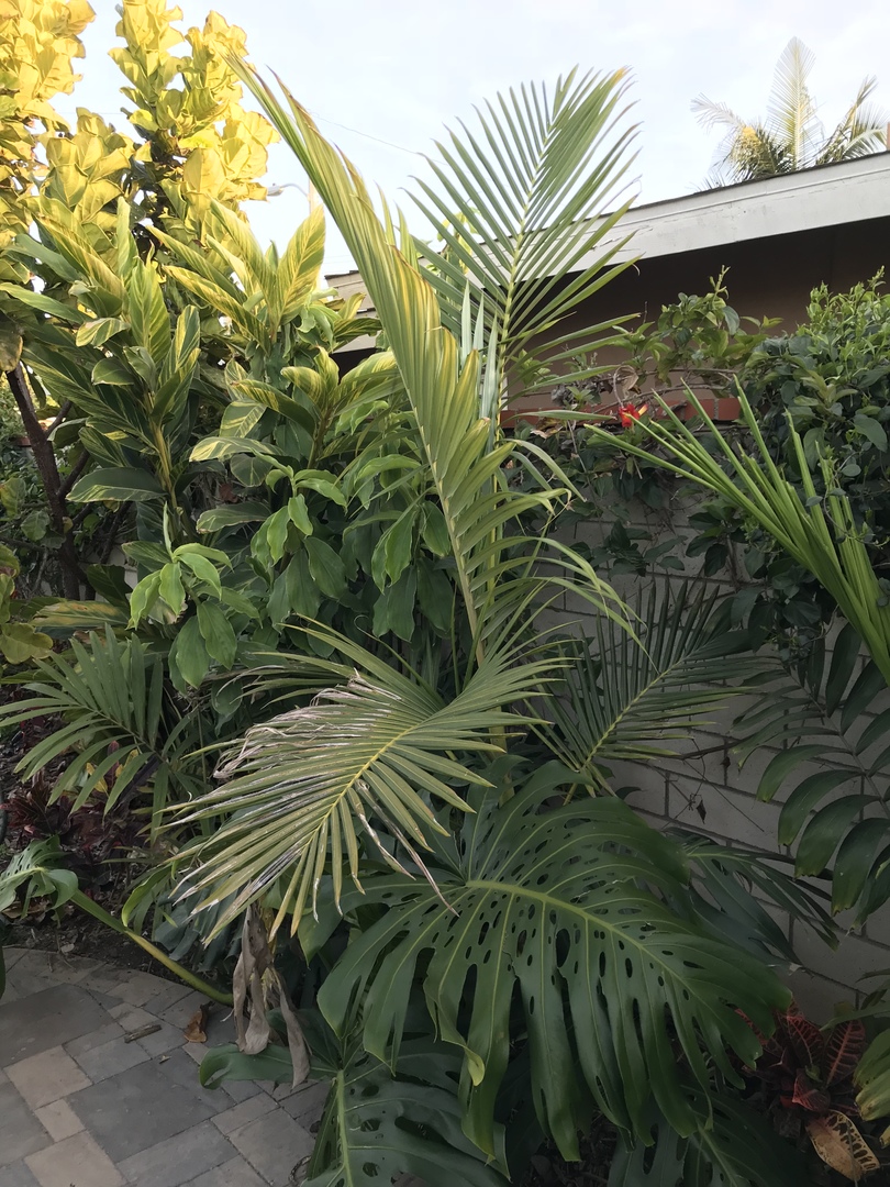 Archontophoenix maxima growth - DISCUSSING PALM TREES WORLDWIDE - PalmTalk