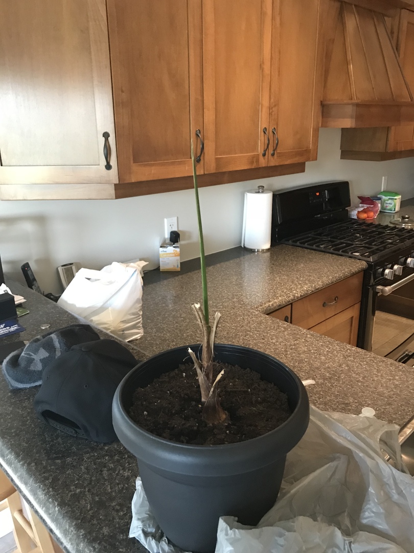Root rot - PALMS IN POTS - PalmTalk