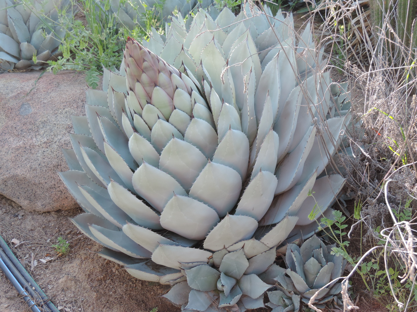 Unusual Agave Inflorescence - TROPICAL LOOKING PLANTS - Other Than ...