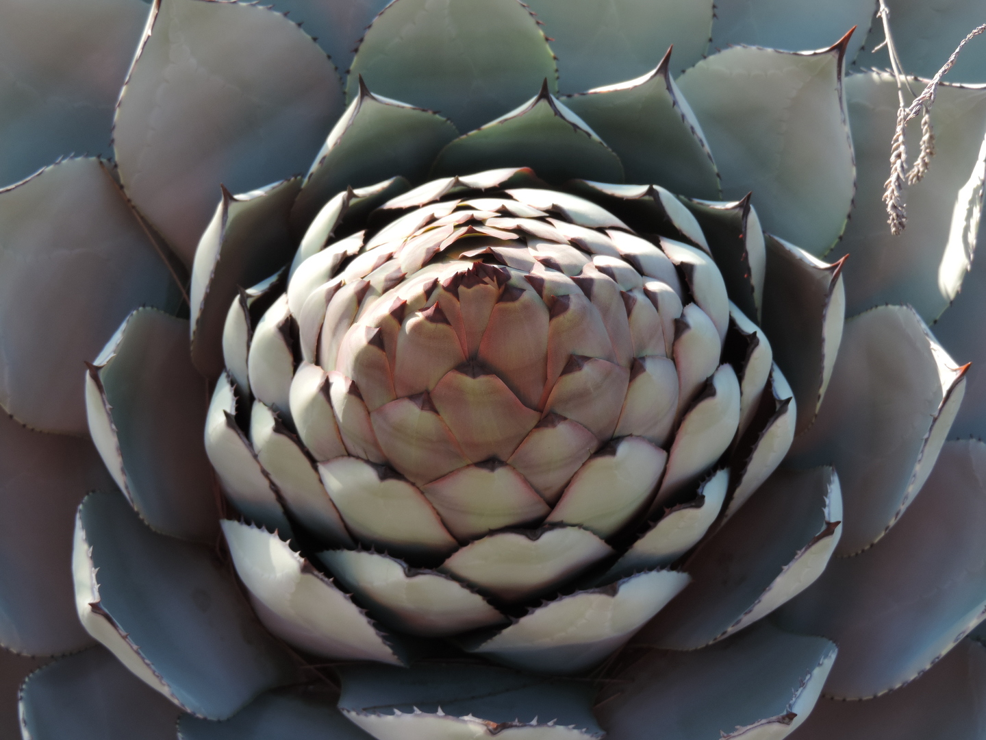 Unusual Agave Inflorescence - TROPICAL LOOKING PLANTS - Other Than ...