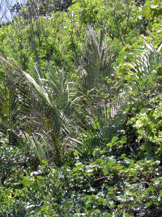 Some relaxed palm spotting on Miyako island - DISCUSSING PALM TREES ...