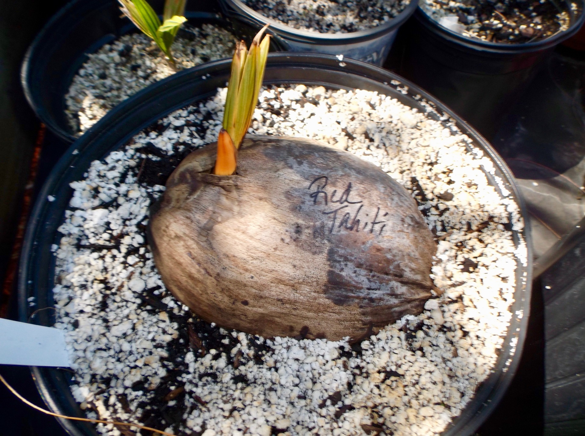 My red Tahiti dwarf/Haari Papua cocos finally arrived - DISCUSSING PALM ...