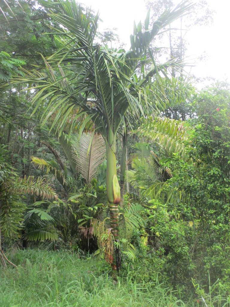Pinanga insignis . - DISCUSSING PALM TREES WORLDWIDE - PalmTalk