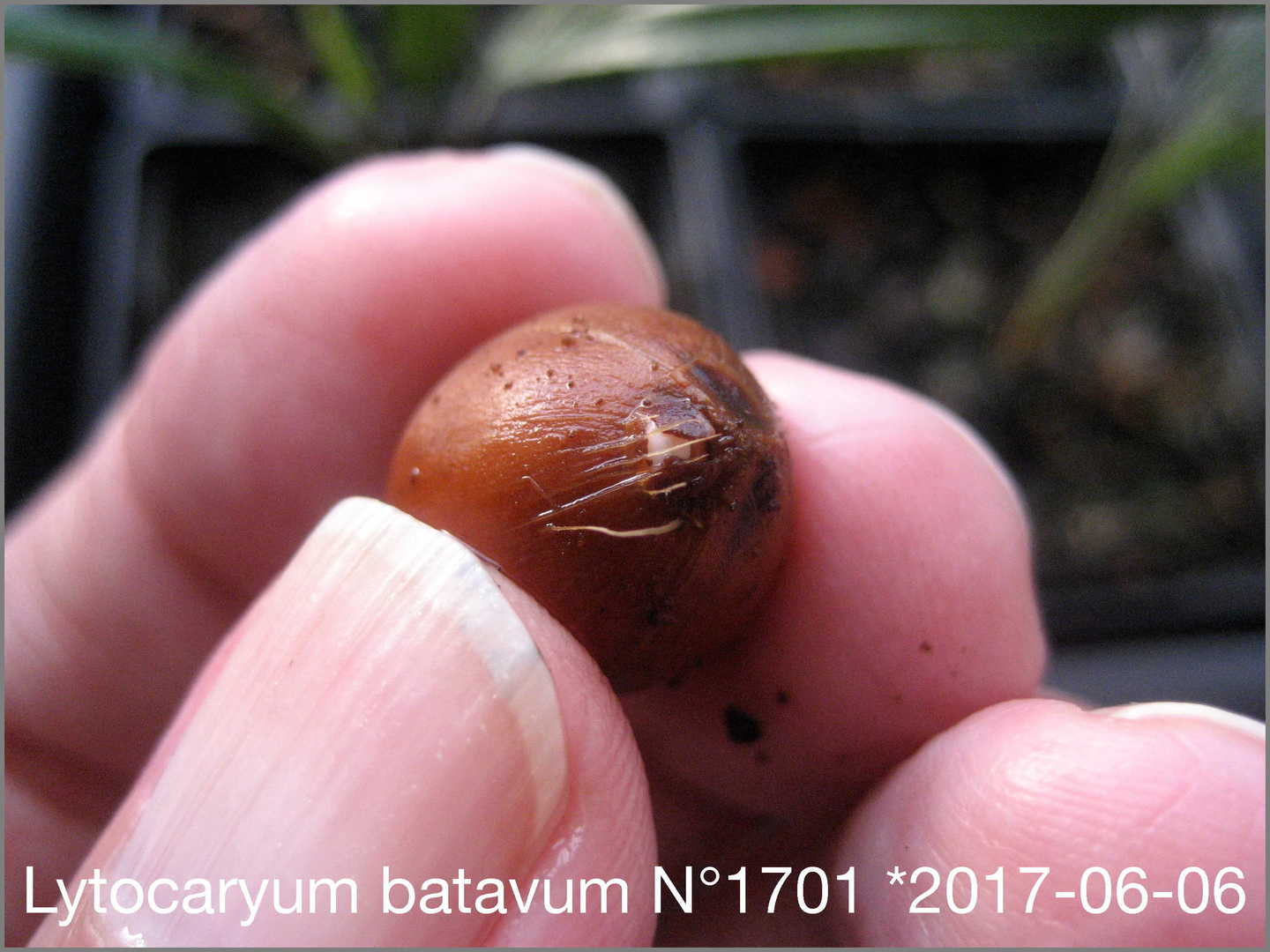 Fastest germinating palms - DISCUSSING PALM TREES WORLDWIDE - PalmTalk