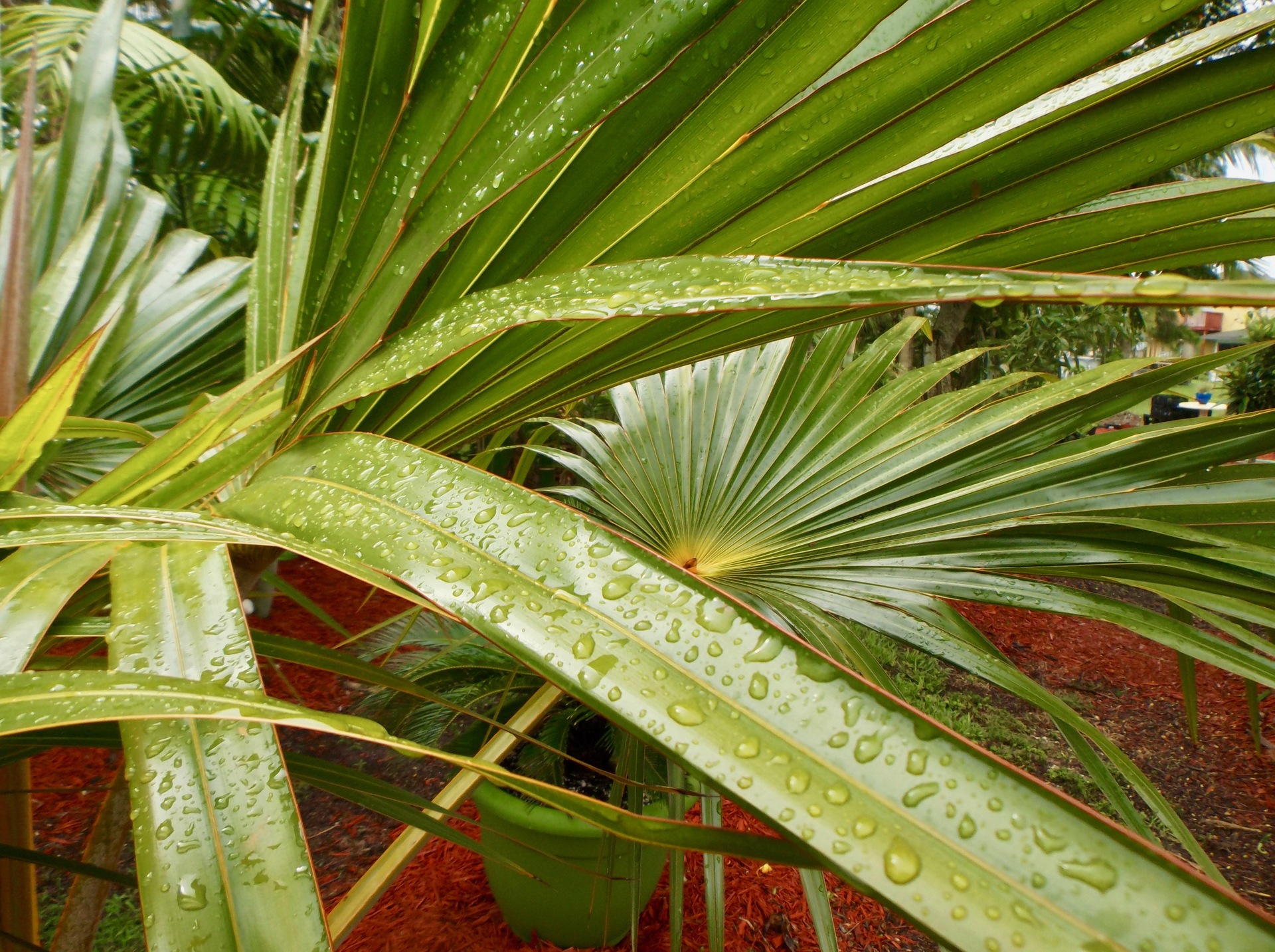 Growing in the Rain - DISCUSSING PALM TREES WORLDWIDE - PalmTalk