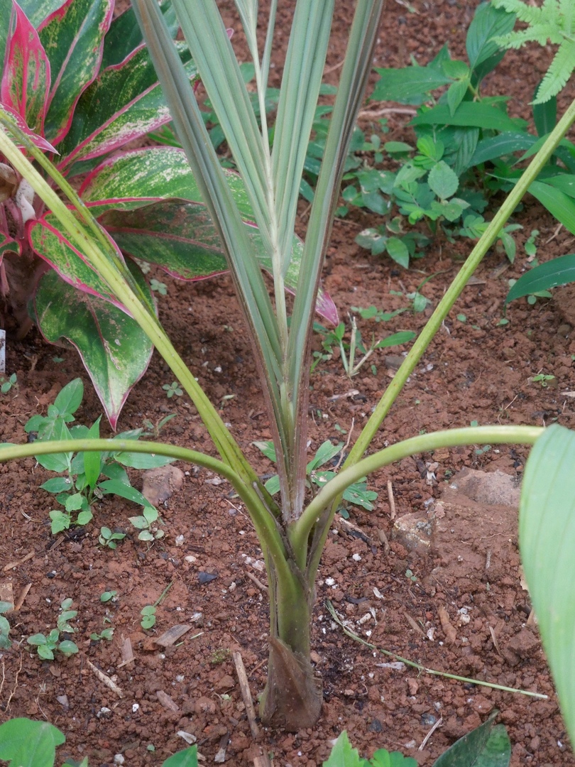 Loxococcus rupicola - DISCUSSING PALM TREES WORLDWIDE - PalmTalk