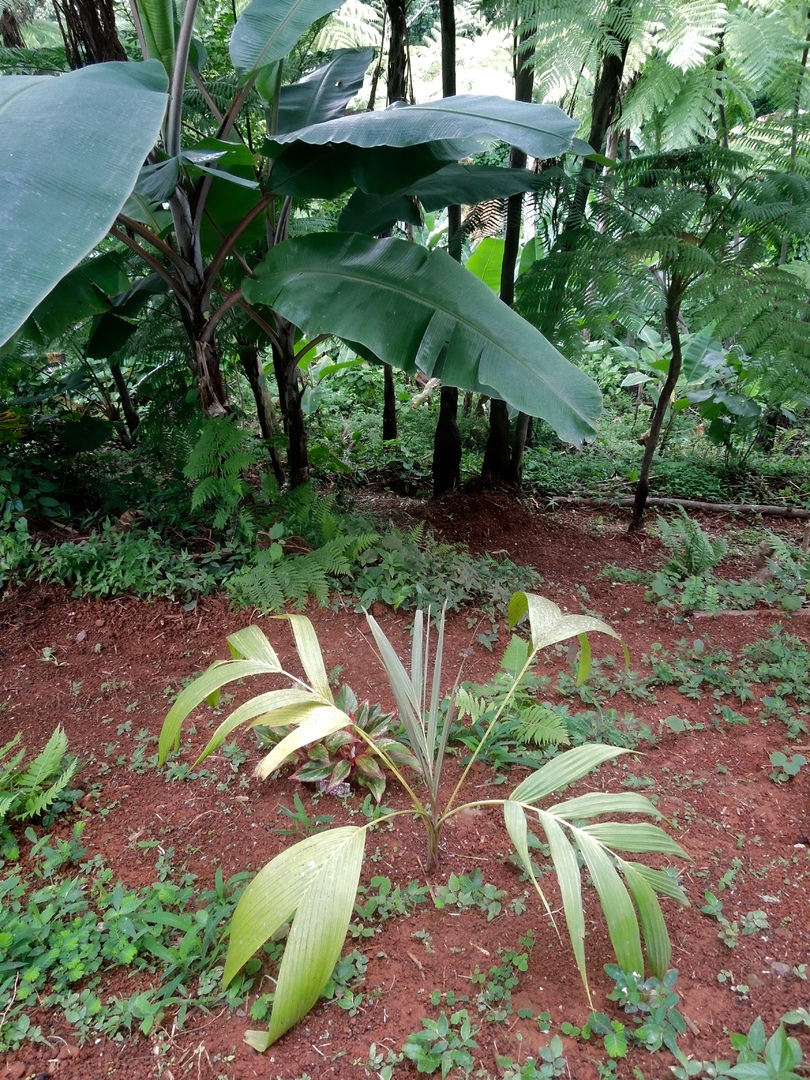 Loxococcus rupicola - DISCUSSING PALM TREES WORLDWIDE - PalmTalk