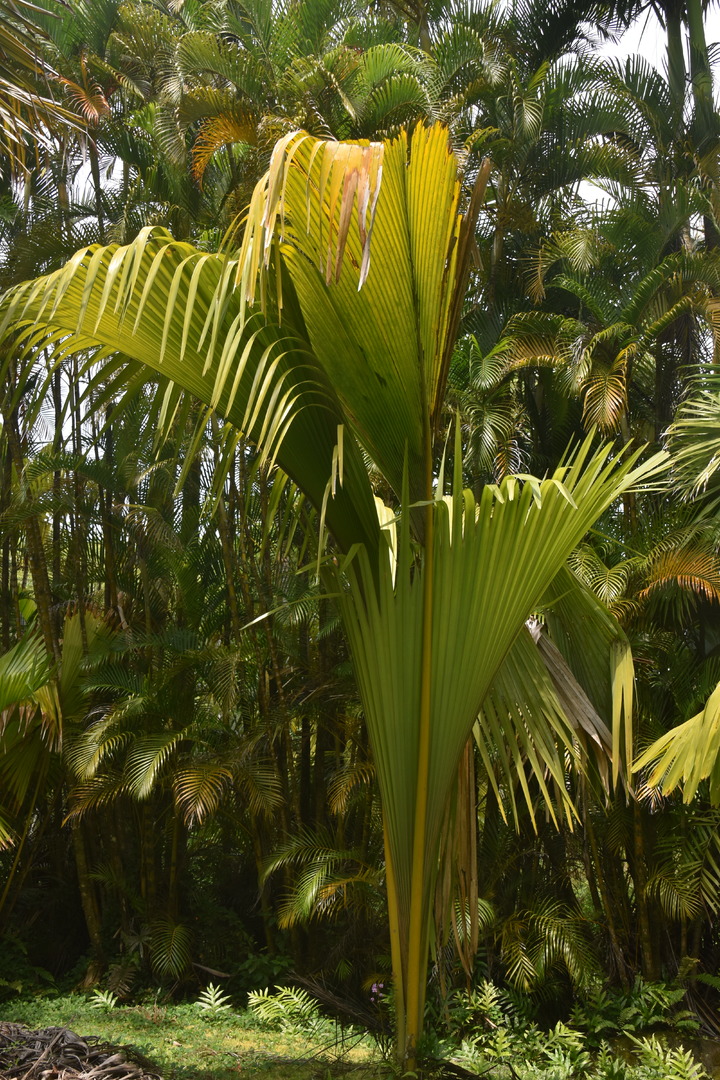 The KP Lundkvist Palm Garden - up to date photos - DISCUSSING PALM ...