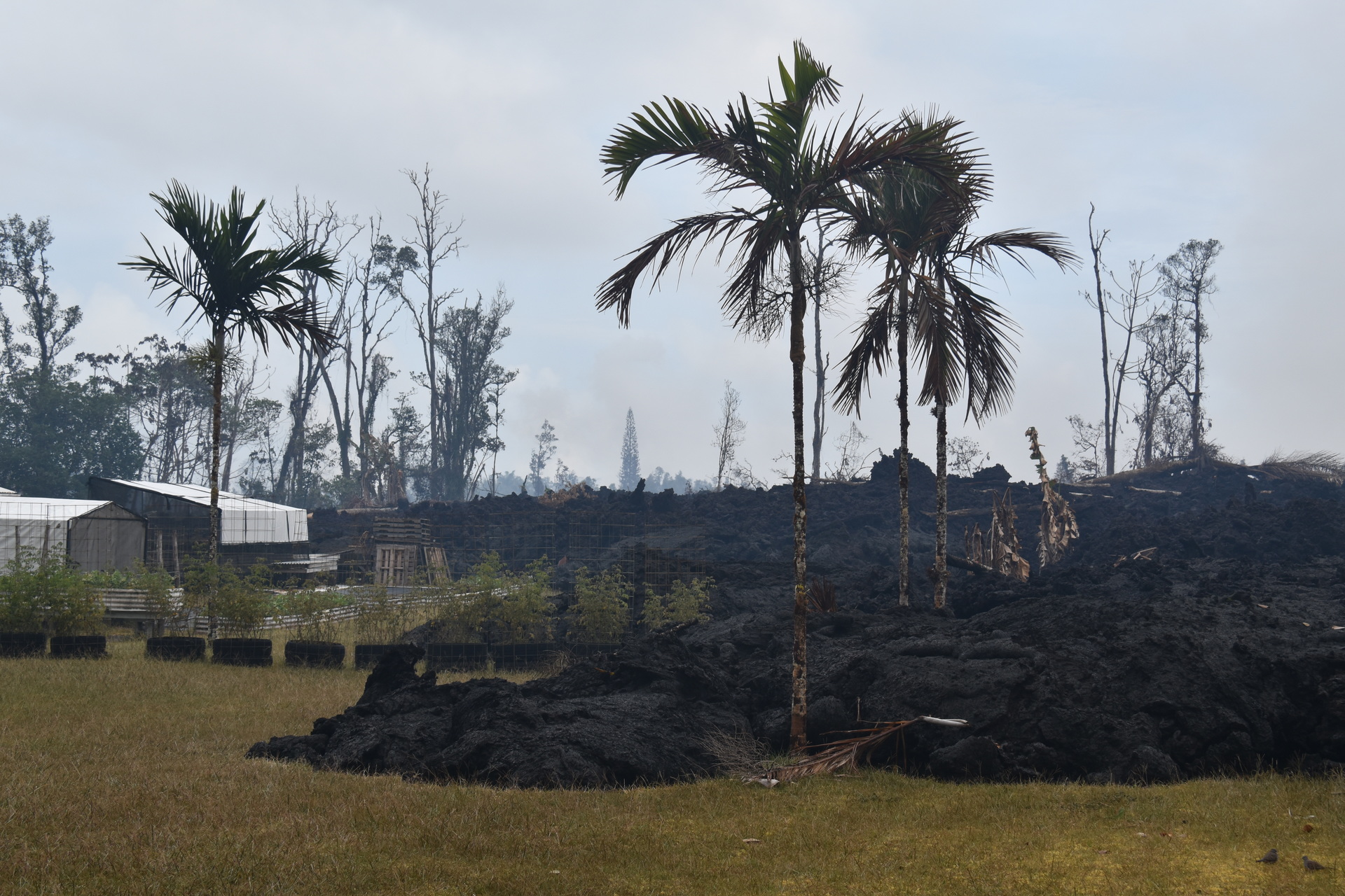 Palms on a volcano - DISCUSSING PALM TREES WORLDWIDE - PalmTalk