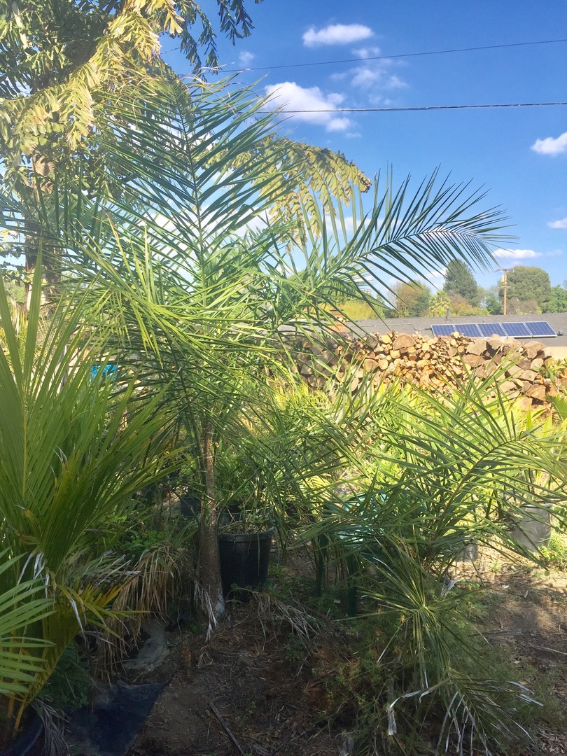 They grow up so fast (syagrus pseudococos) - DISCUSSING PALM TREES ...