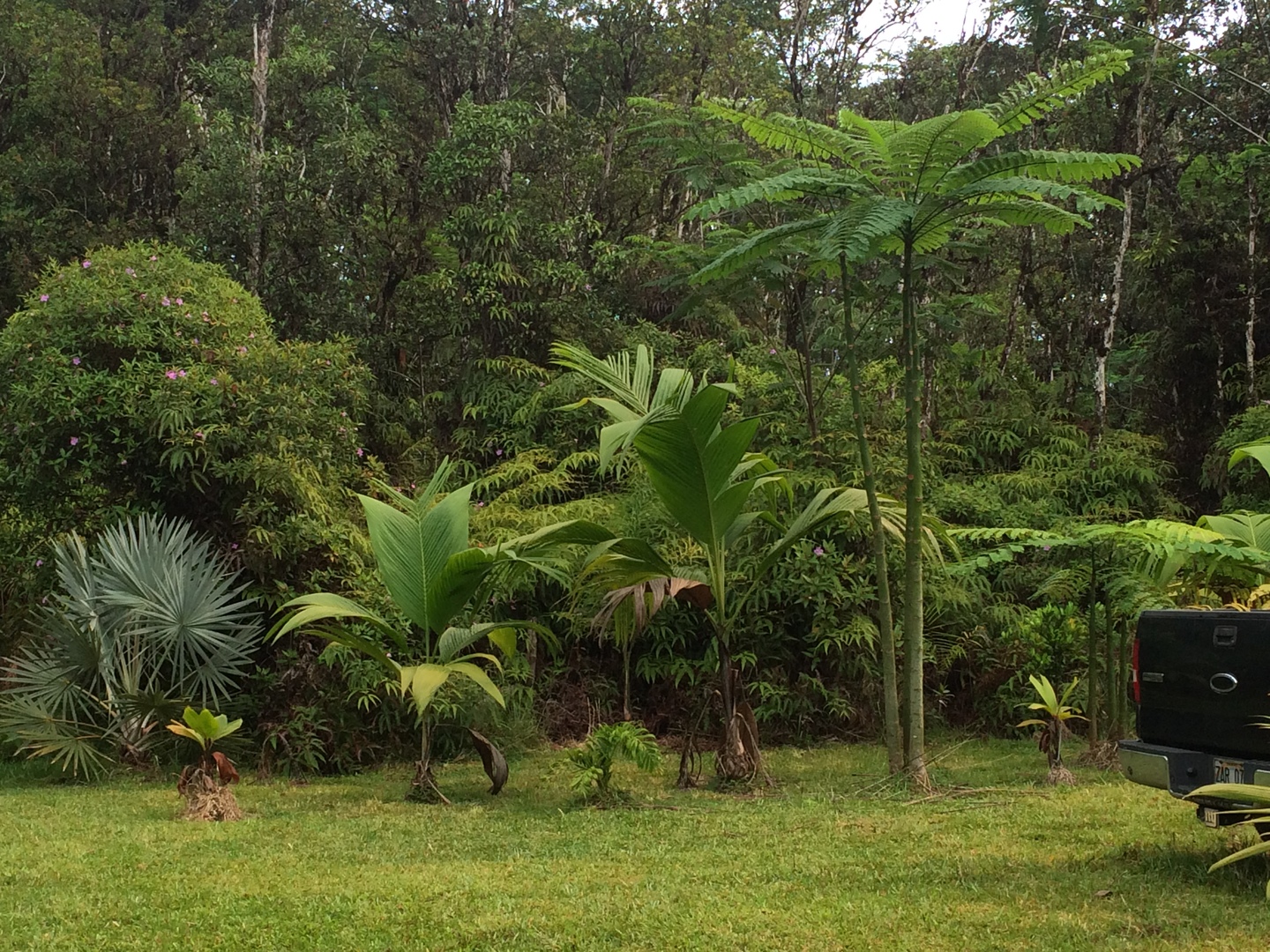 Pics of my garden Leilani Estates - DISCUSSING PALM TREES WORLDWIDE ...