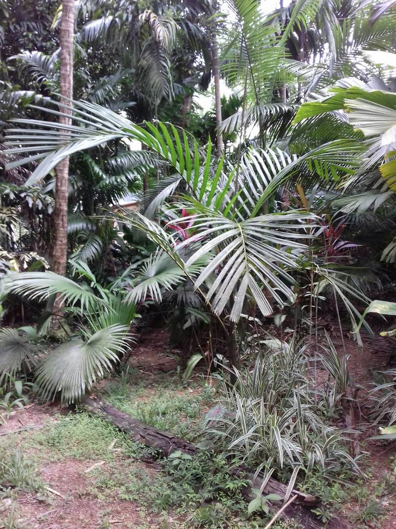 Loxococcus rupicola - DISCUSSING PALM TREES WORLDWIDE - PalmTalk