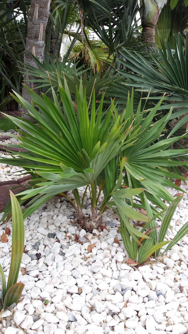 Who is doing the "splits"? - DISCUSSING PALM TREES WORLDWIDE - PalmTalk