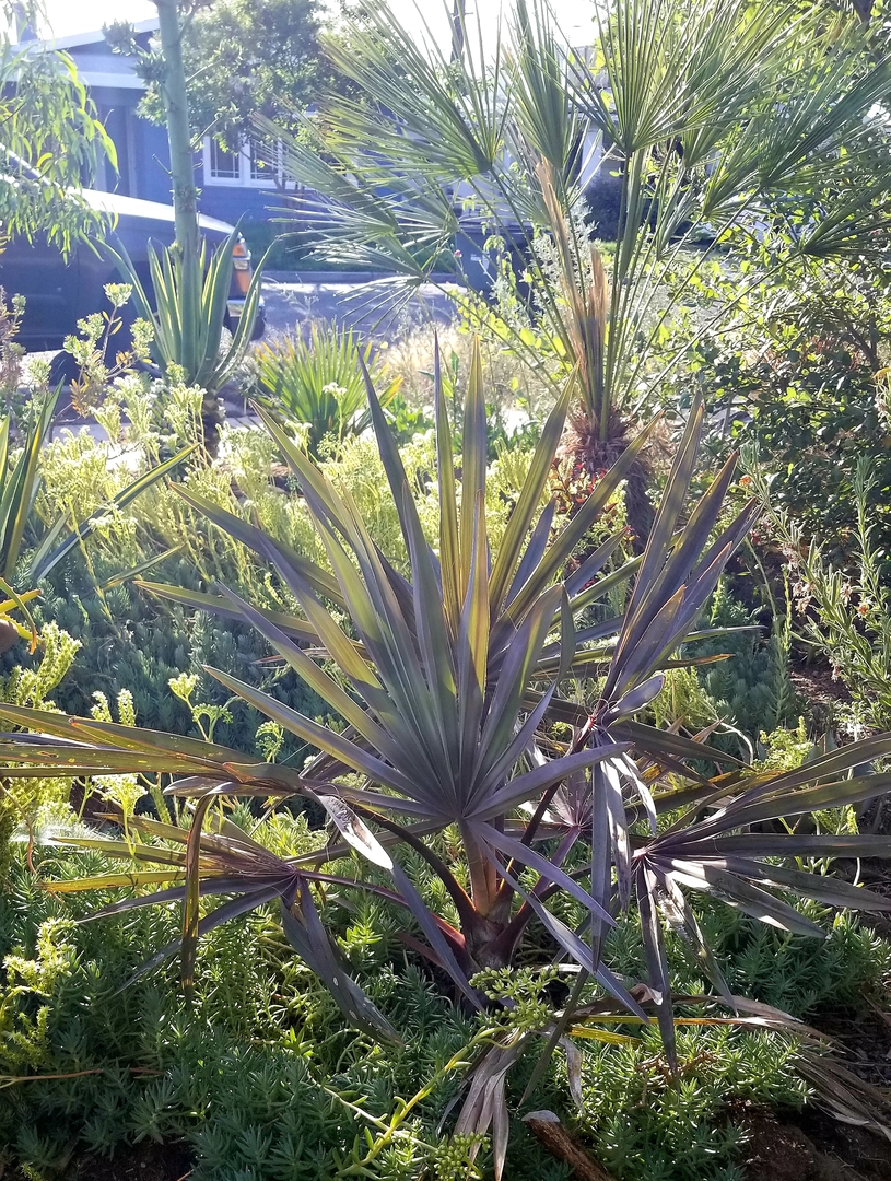 Colours or Colors - DISCUSSING PALM TREES WORLDWIDE - PalmTalk
