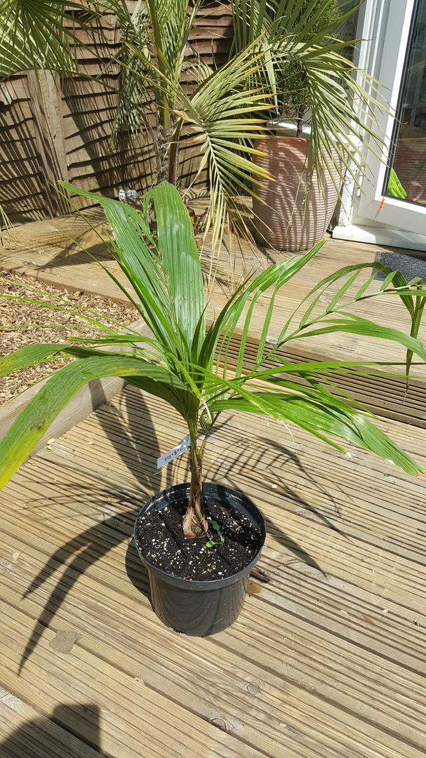 (Jubaea x Butia F2) X Parajubaea Sunkha seeds - For Sale - PalmTalk
