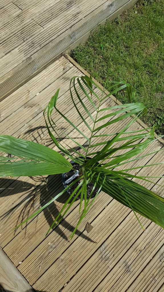 (Jubaea x Butia F2) X Parajubaea Sunkha seeds - For Sale - PalmTalk