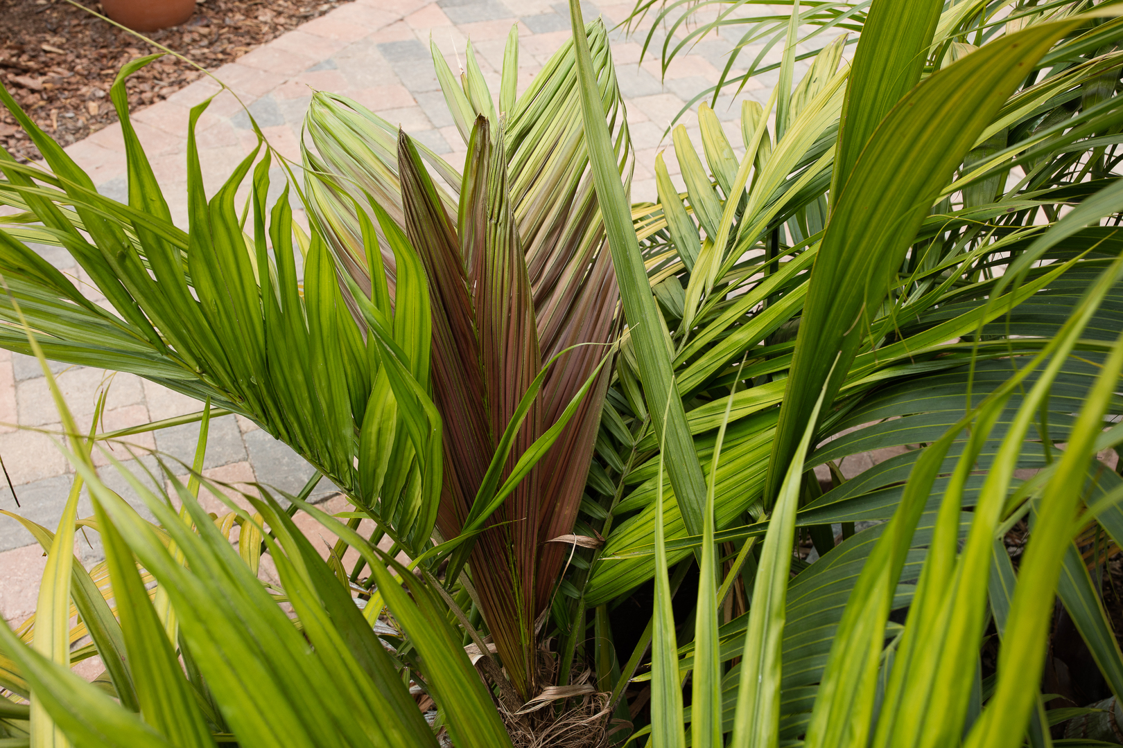 Who is doing the "splits"? - DISCUSSING PALM TREES WORLDWIDE - PalmTalk