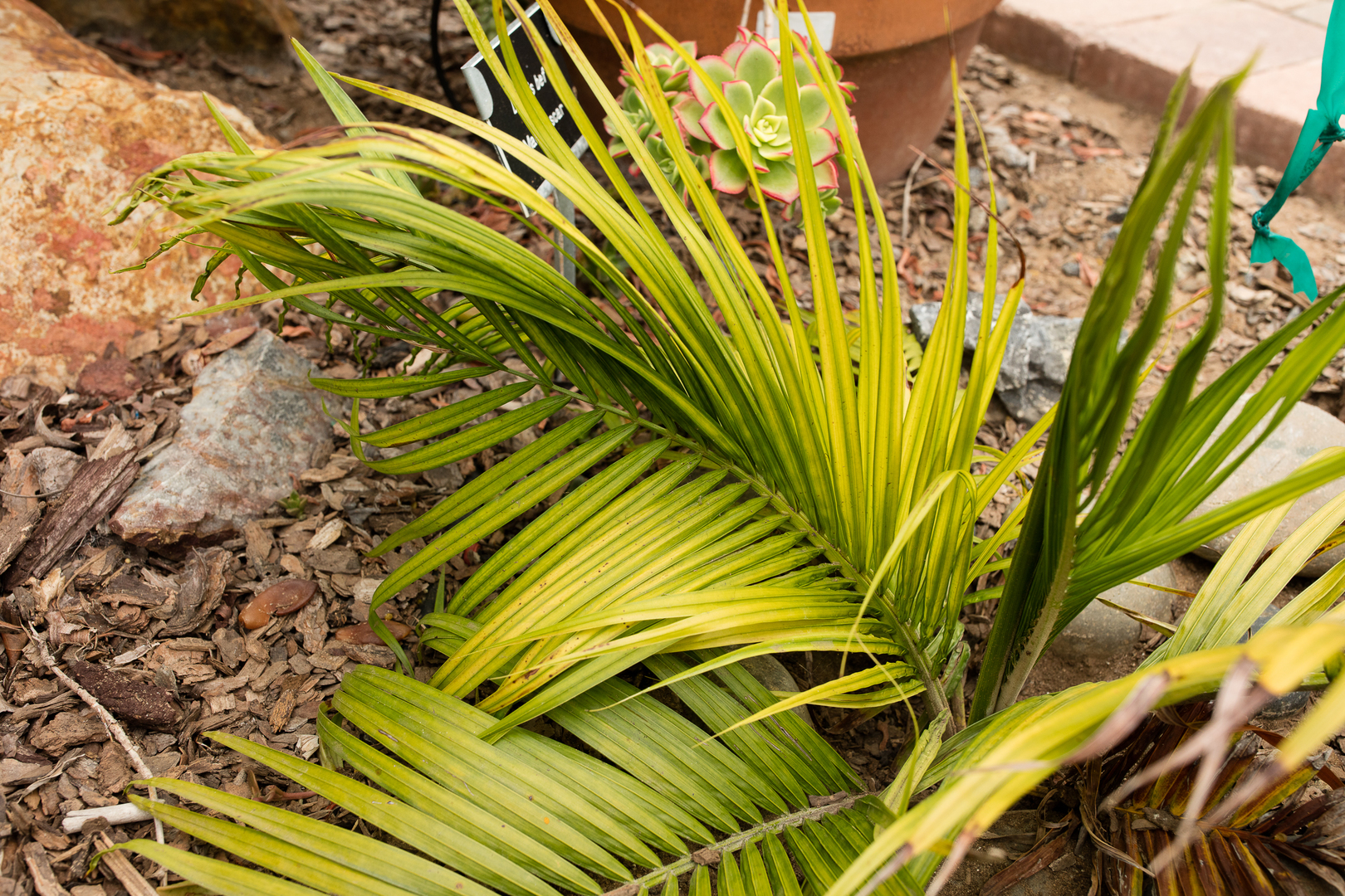 Who is doing the "splits"? - DISCUSSING PALM TREES WORLDWIDE - PalmTalk