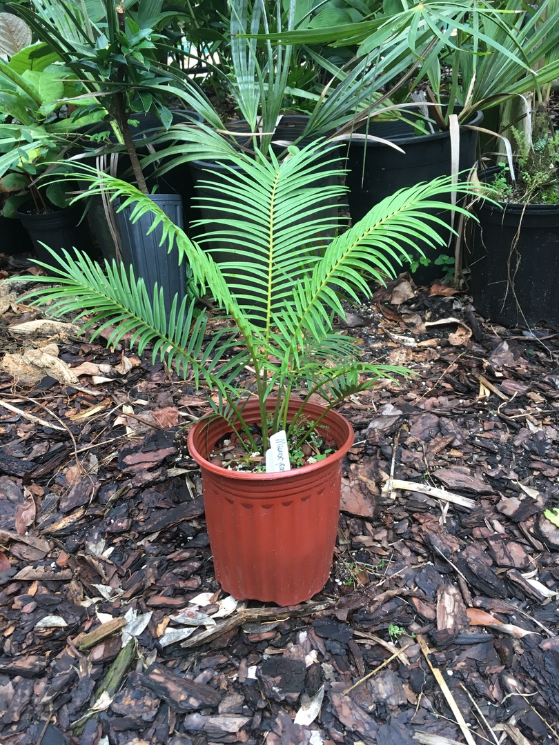 Large 1 gallon Microcycas calocoma For Sale - For Sale - PalmTalk