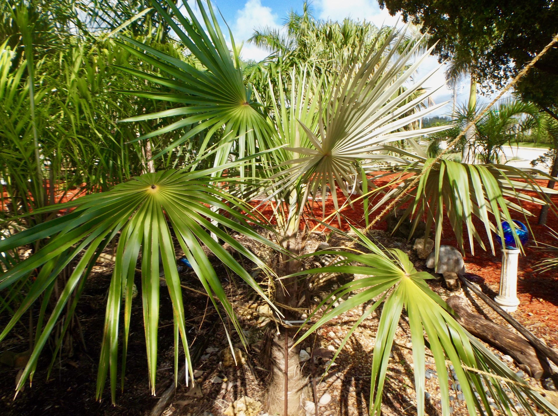 Coccothrinax proctorii - 1 Lot of 12 Seedlings, Cayman Island Thatch ...
