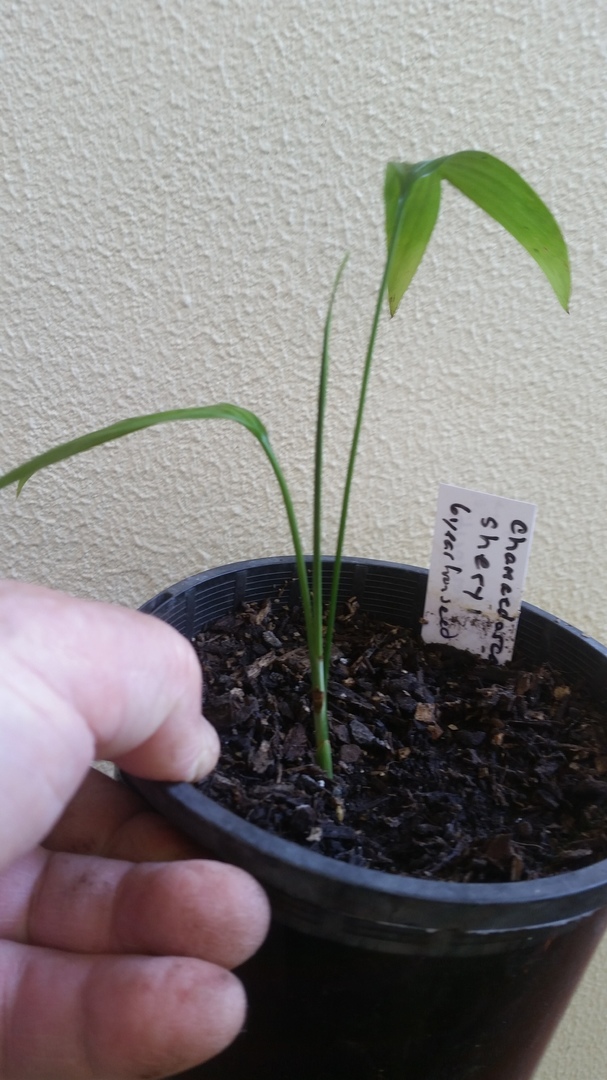 Chameadorea sheryi - DISCUSSING PALM TREES WORLDWIDE - PalmTalk