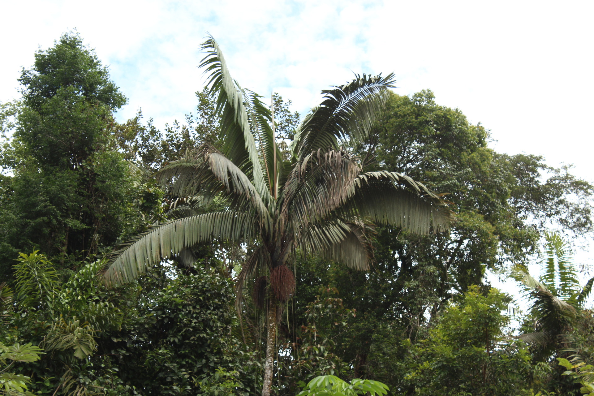 Oenocarpus bataua - DISCUSSING PALM TREES WORLDWIDE - PalmTalk