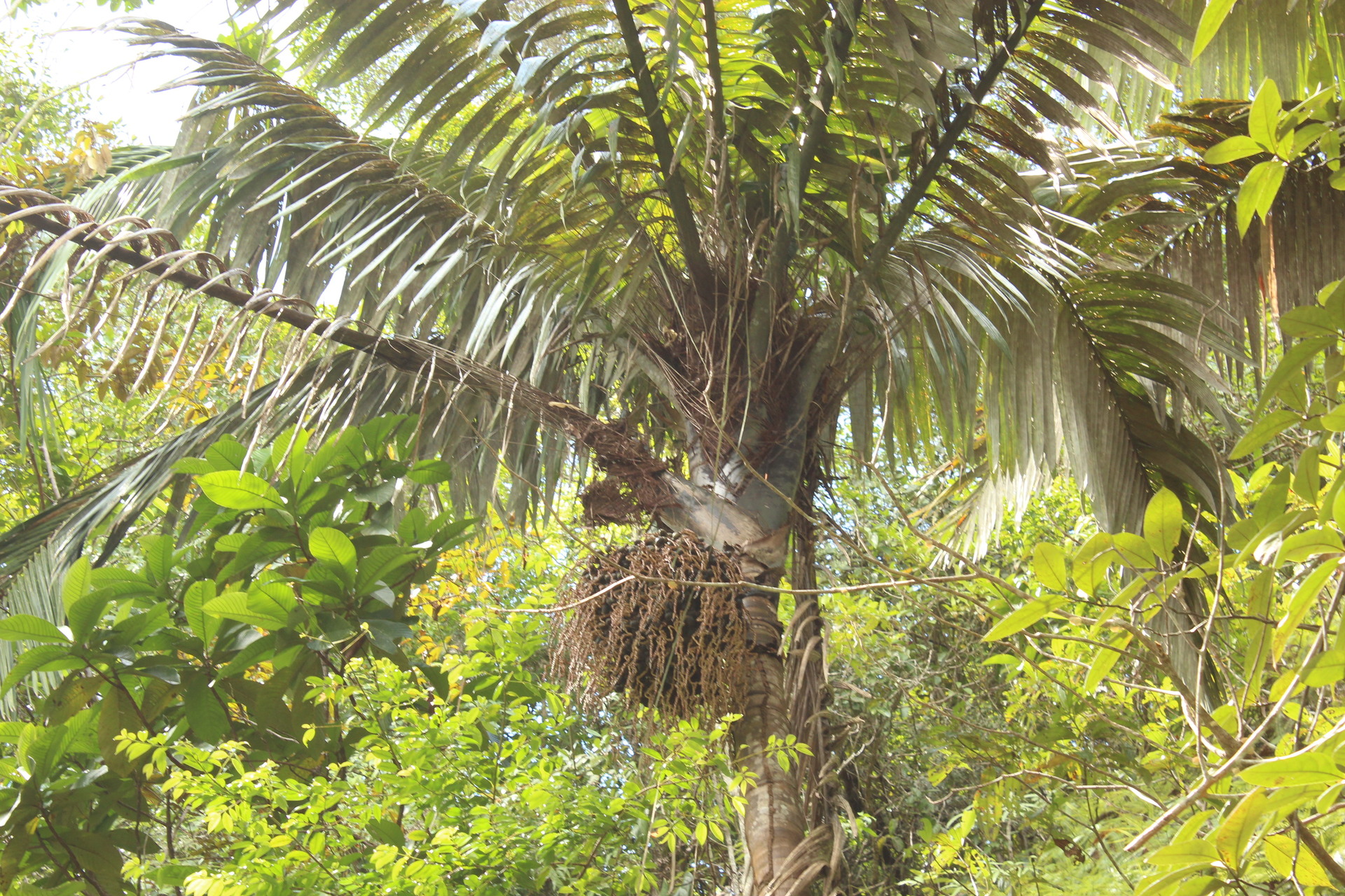 Oenocarpus bataua - DISCUSSING PALM TREES WORLDWIDE - PalmTalk