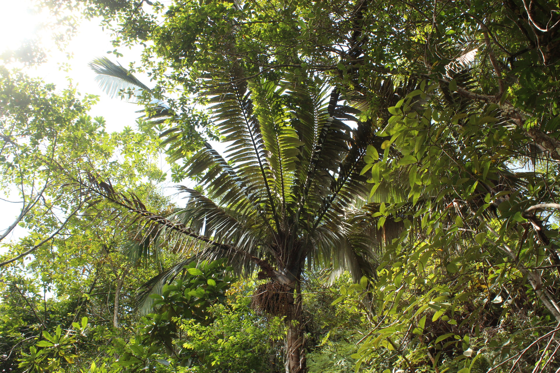 Oenocarpus bataua - DISCUSSING PALM TREES WORLDWIDE - PalmTalk