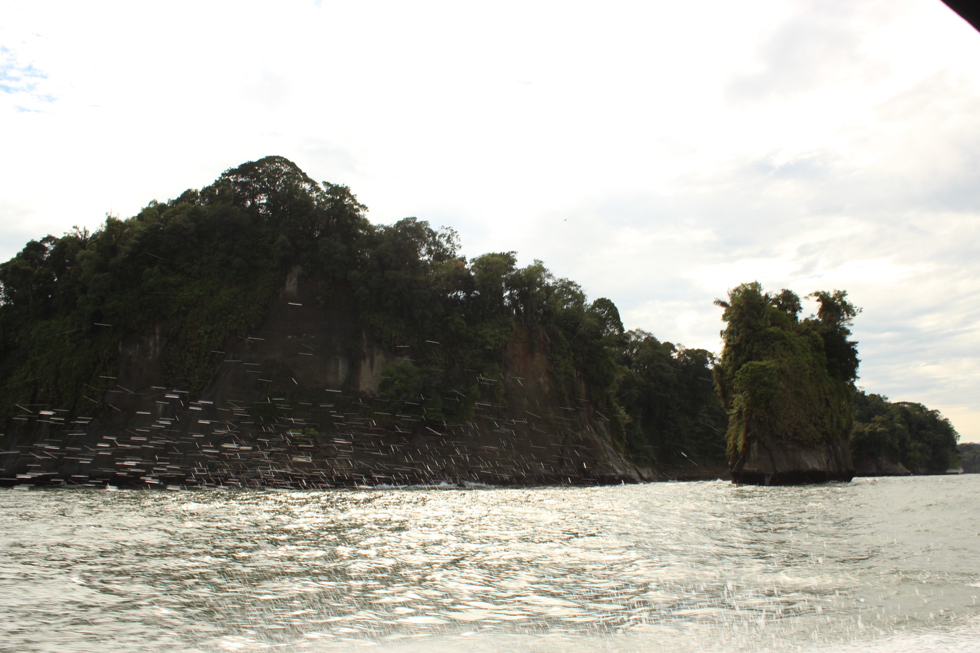 Oenocarpus bataua - DISCUSSING PALM TREES WORLDWIDE - PalmTalk