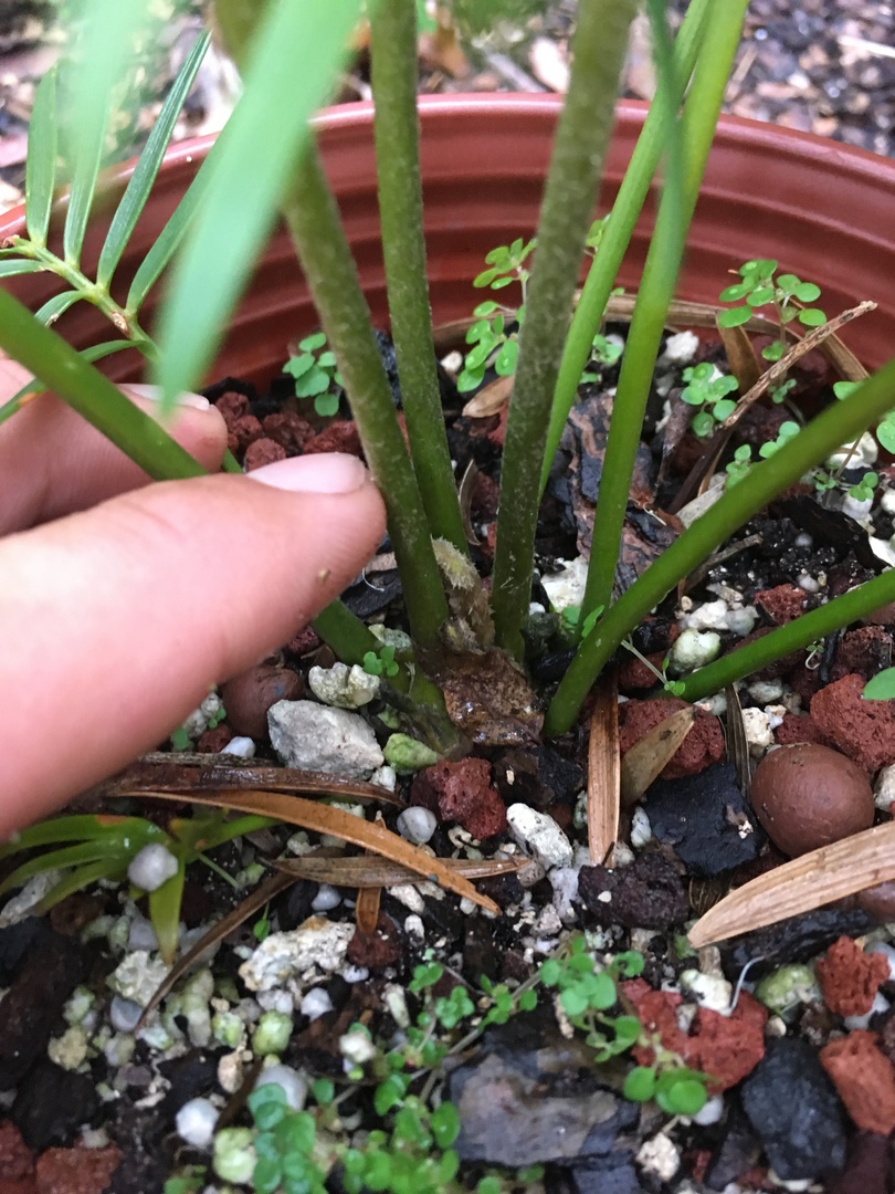 Large 1 gallon Microcycas calocoma For Sale - For Sale - PalmTalk