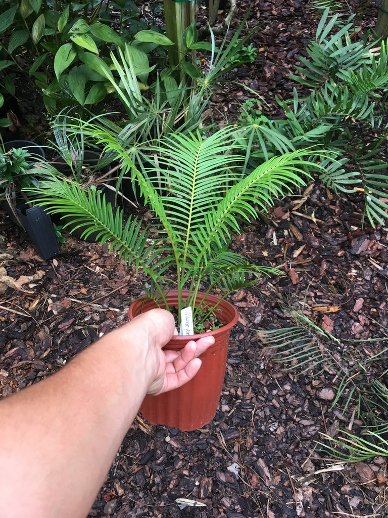 Large 1 gallon Microcycas calocoma For Sale - For Sale - PalmTalk