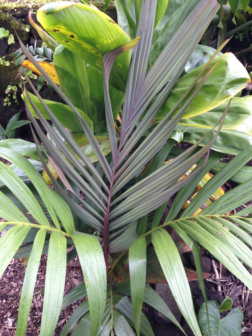 Loxococcus rupicola - DISCUSSING PALM TREES WORLDWIDE - PalmTalk