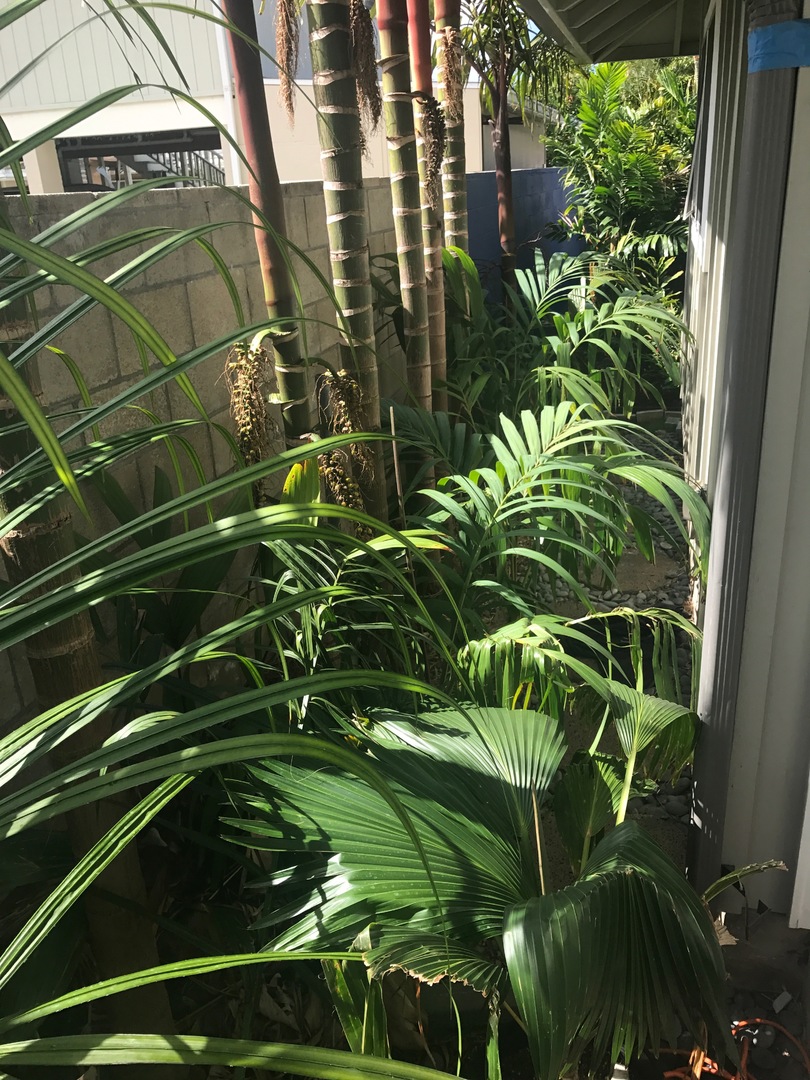 Loxococcus rupicola - DISCUSSING PALM TREES WORLDWIDE - PalmTalk