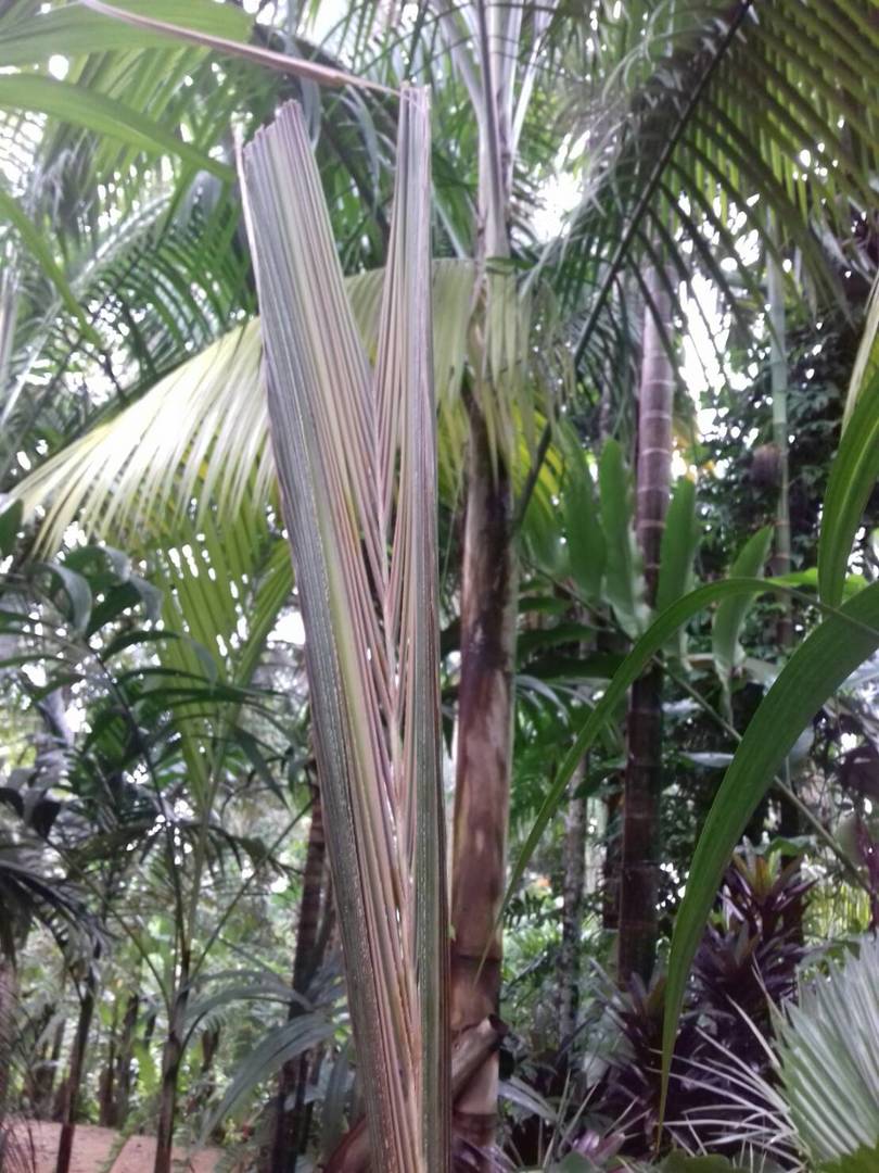 Loxococcus rupicola - DISCUSSING PALM TREES WORLDWIDE - PalmTalk