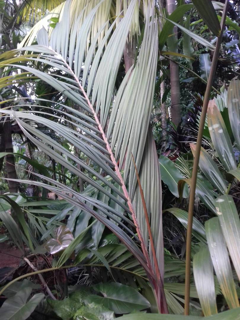 Loxococcus rupicola - DISCUSSING PALM TREES WORLDWIDE - PalmTalk